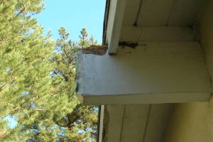 Wooden Fascia Board Repairs, Eave Installations & House Trim Painted