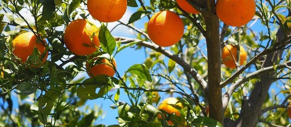 How to Grow a Citrus Tree like a Genius